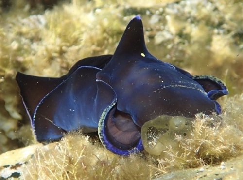 Sea-Slug-Spencer-Park – Inspiring Australia