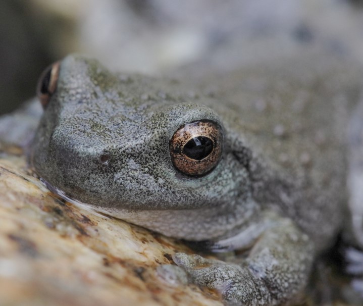 A spotted tree frog in Kosciuszko National Park – Inspiring Australia