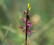 Superb midge orchid Genoplesium superbum – Inspiring Australia