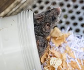 Two smoky mice check out their new home – Inspiring Australia