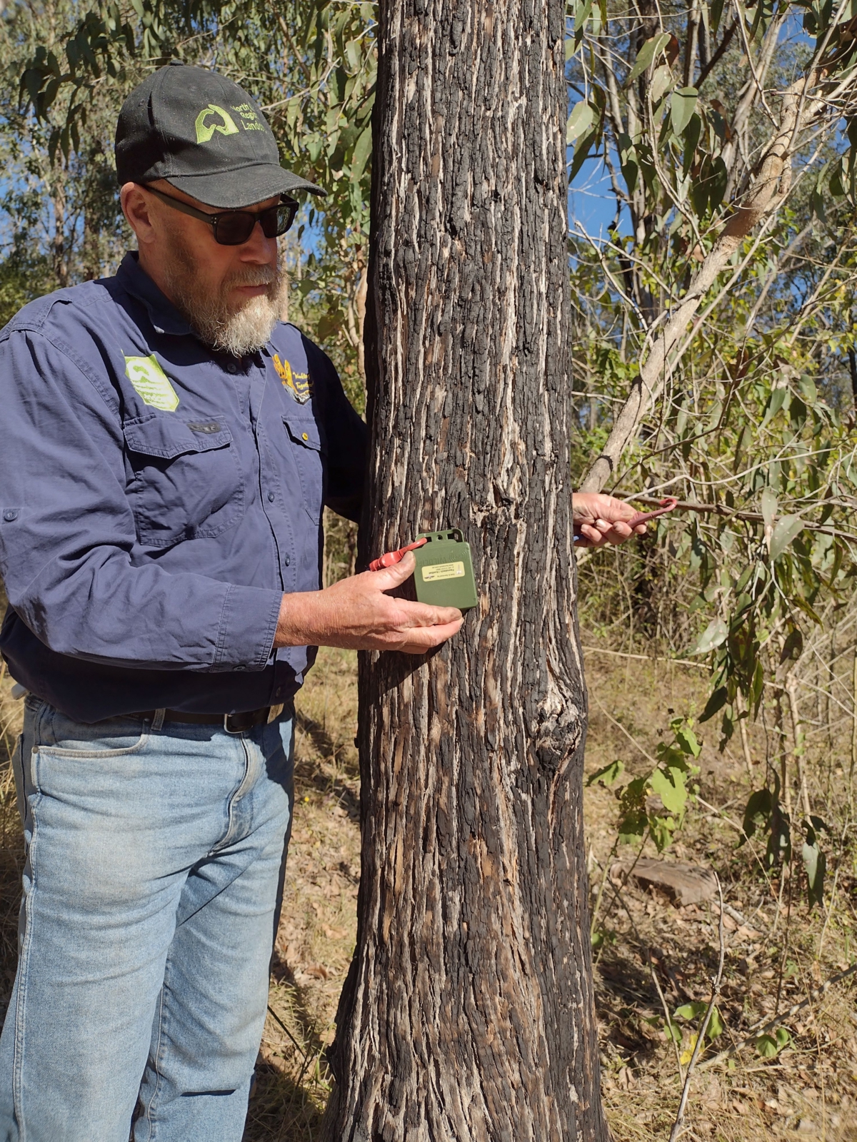 Kyogle Koala Monitoring – Inspiring Australia