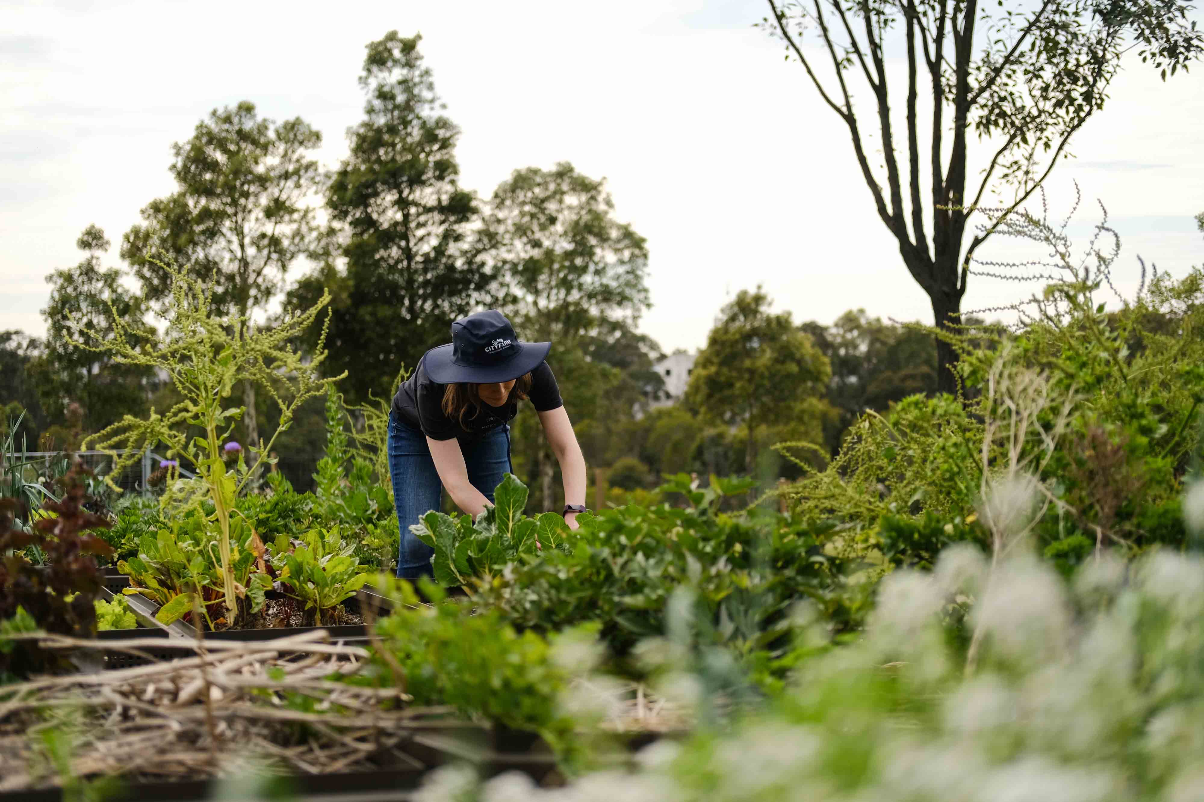 City of Sydney City Farm 6 x 4 – Inspiring Australia